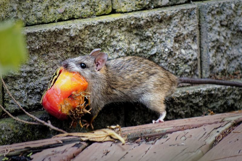 Get Rodent Removal - Schedule Service Today